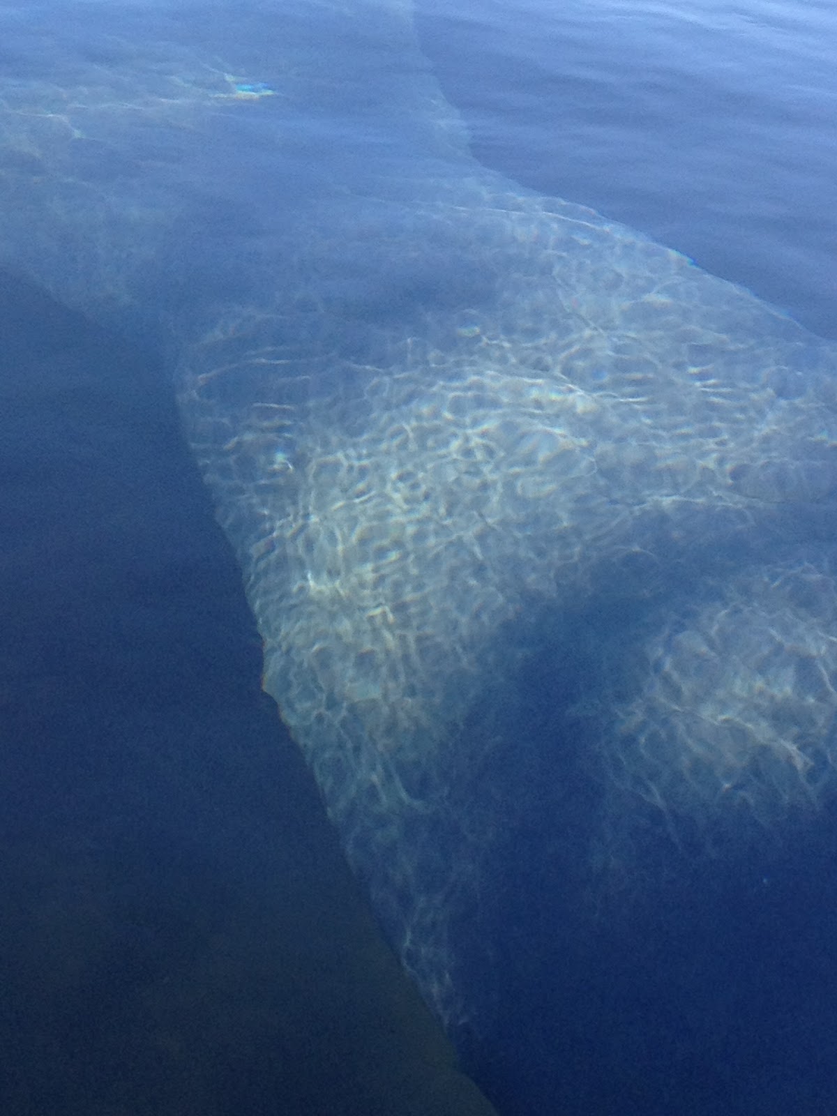 Hezzobloggo: Hugh Manatee