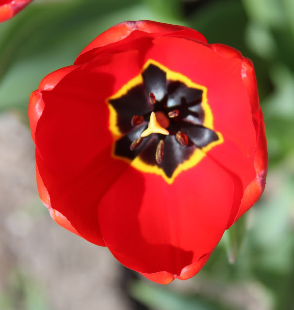 TULIPS MAKE LONG-LASTING SPRING BOUQUETS -- Combining reds and yellows ...