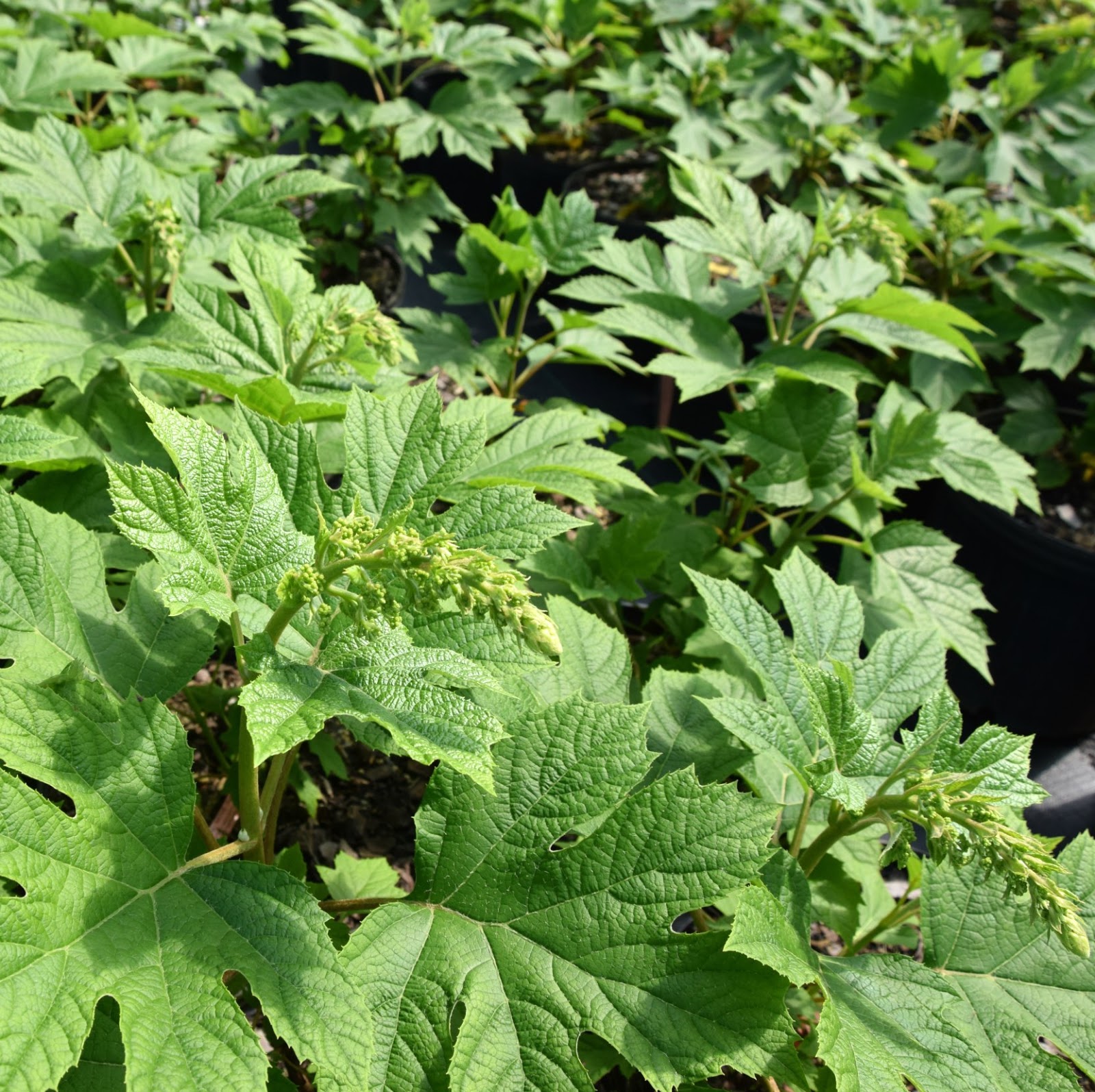 Using Georgia Native Plants: Visit the Farm for Native Plants