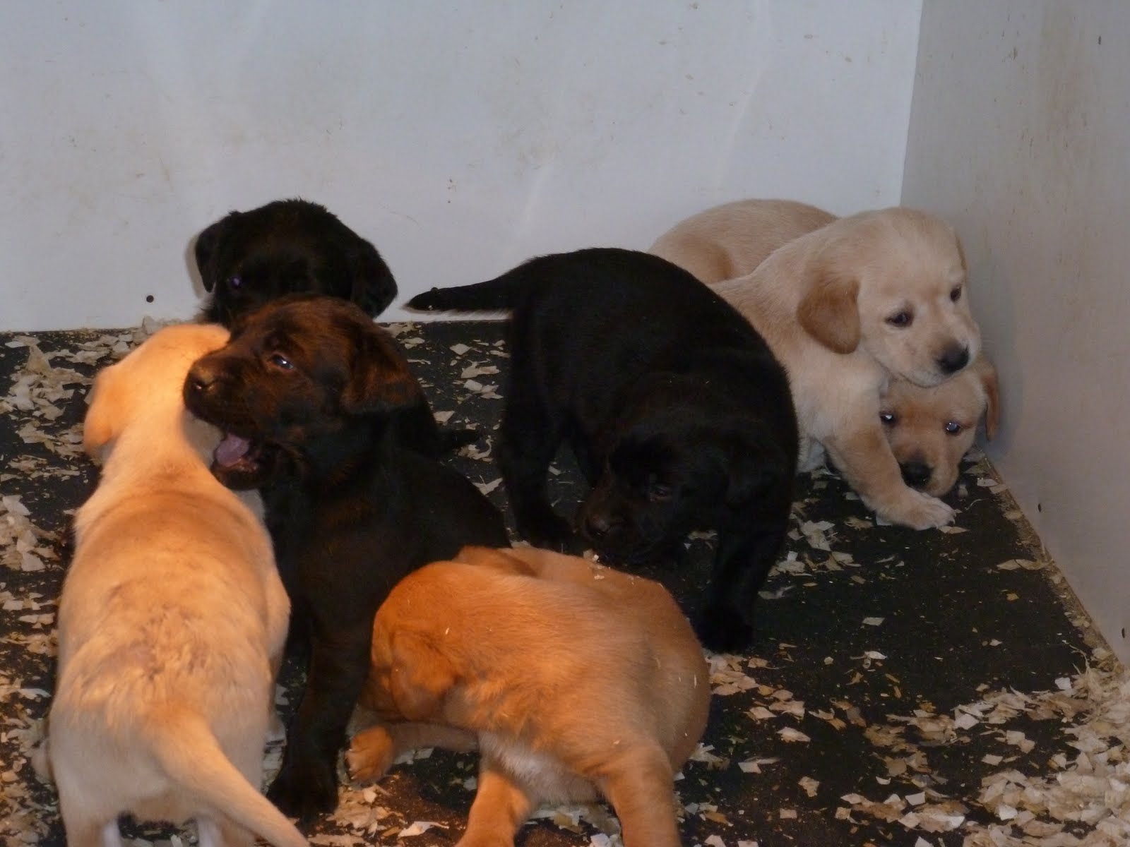 Cuckavalda Gundogs : North Yorkshire: Labrador pups a month on