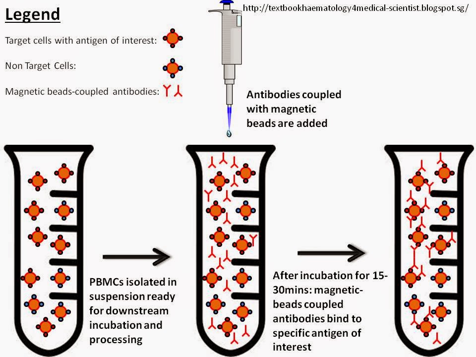 Haematology In A Nutshell Pbmc Isolation Using The Miltenyi Biotec