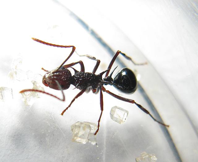 Photos and Info on Ants and Termites of Malaysia: Dolichoderus sp