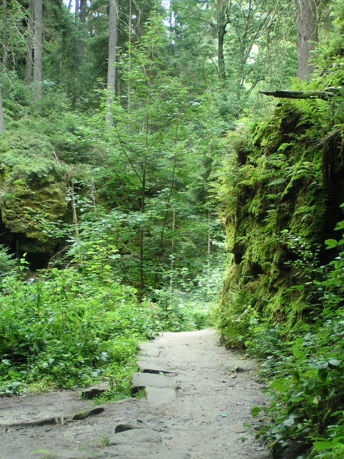 Japanese Zen Garden: Zen Path