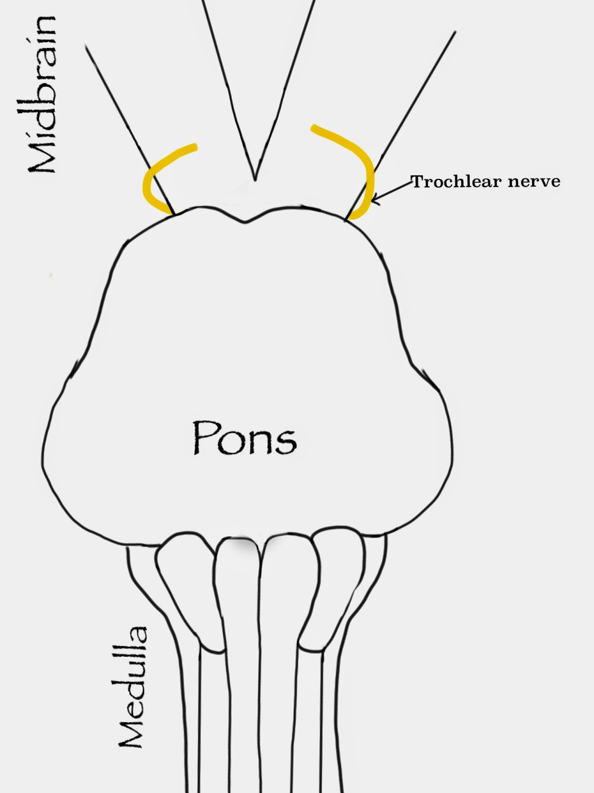 A Tale of Med Students: Trochlear Nerve – Cranial Nerve IV/4 (Easiest ...