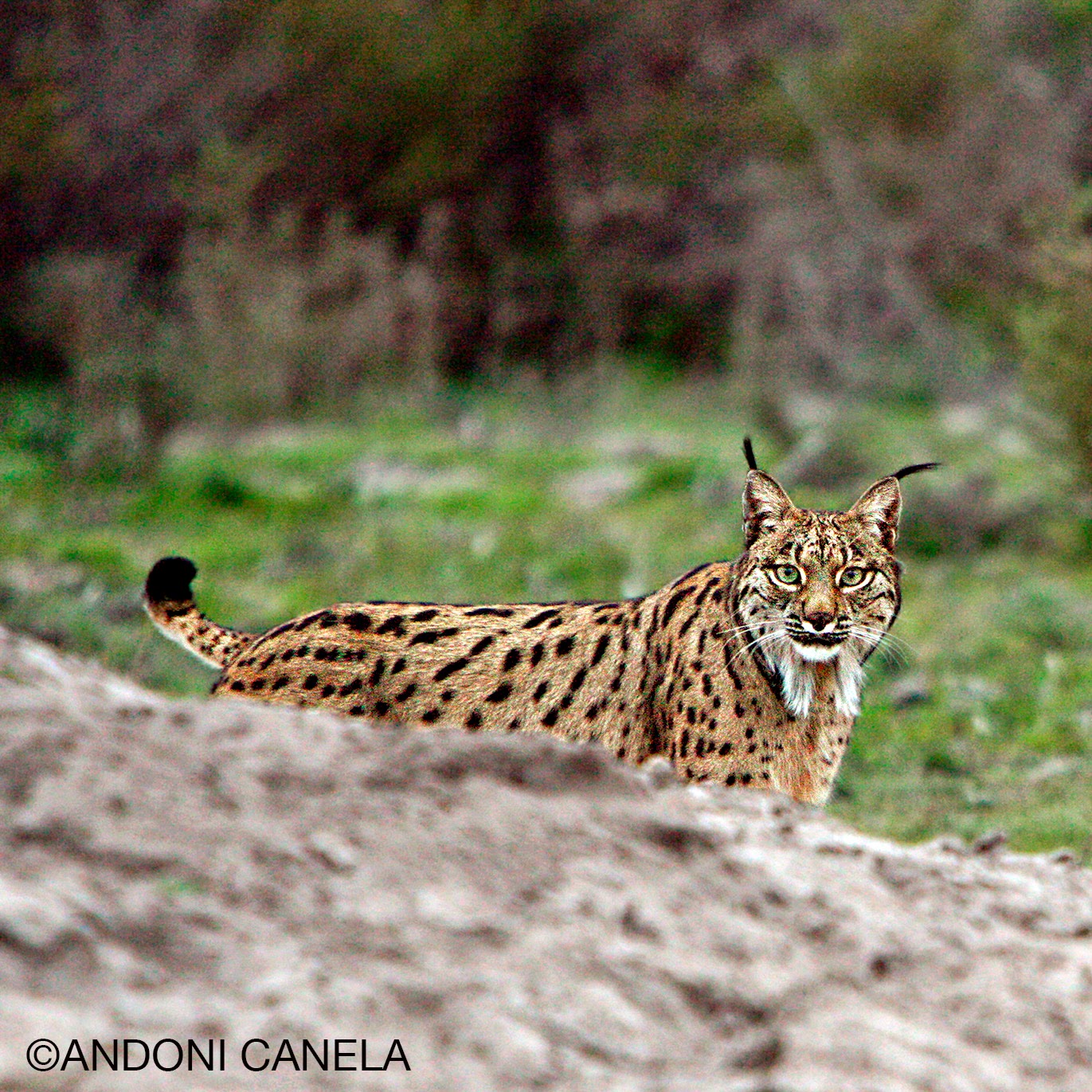 Andoni Canela: Lince ibérico, caza y parques nacionales