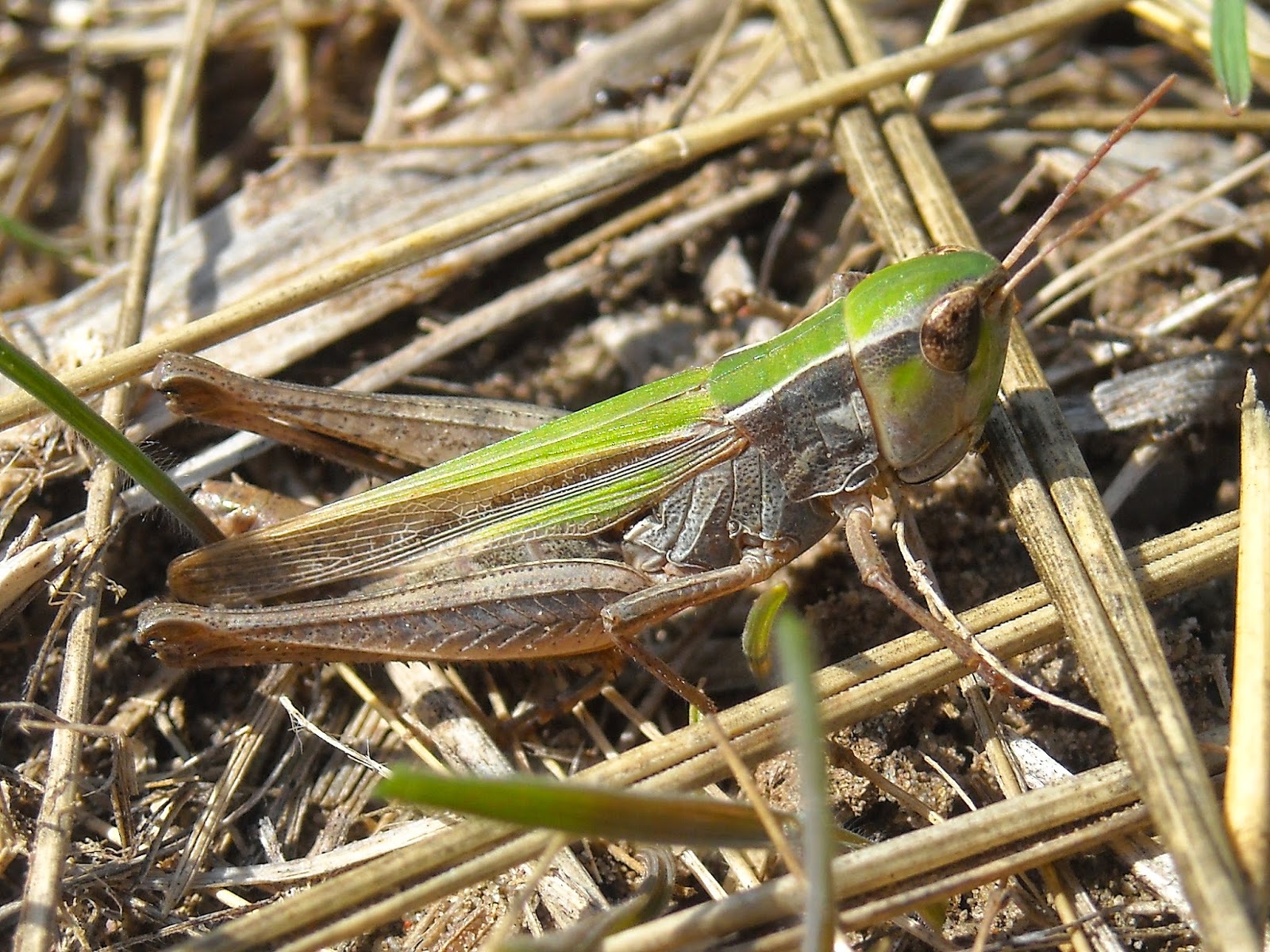 Variety of Life: Acridinae