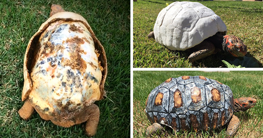 Tortoise Who Lost Shell In Fire Receives World’s First 3D-Printed Shell