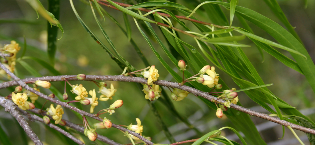 Toowoomba Plants: Gumbi Gumbi