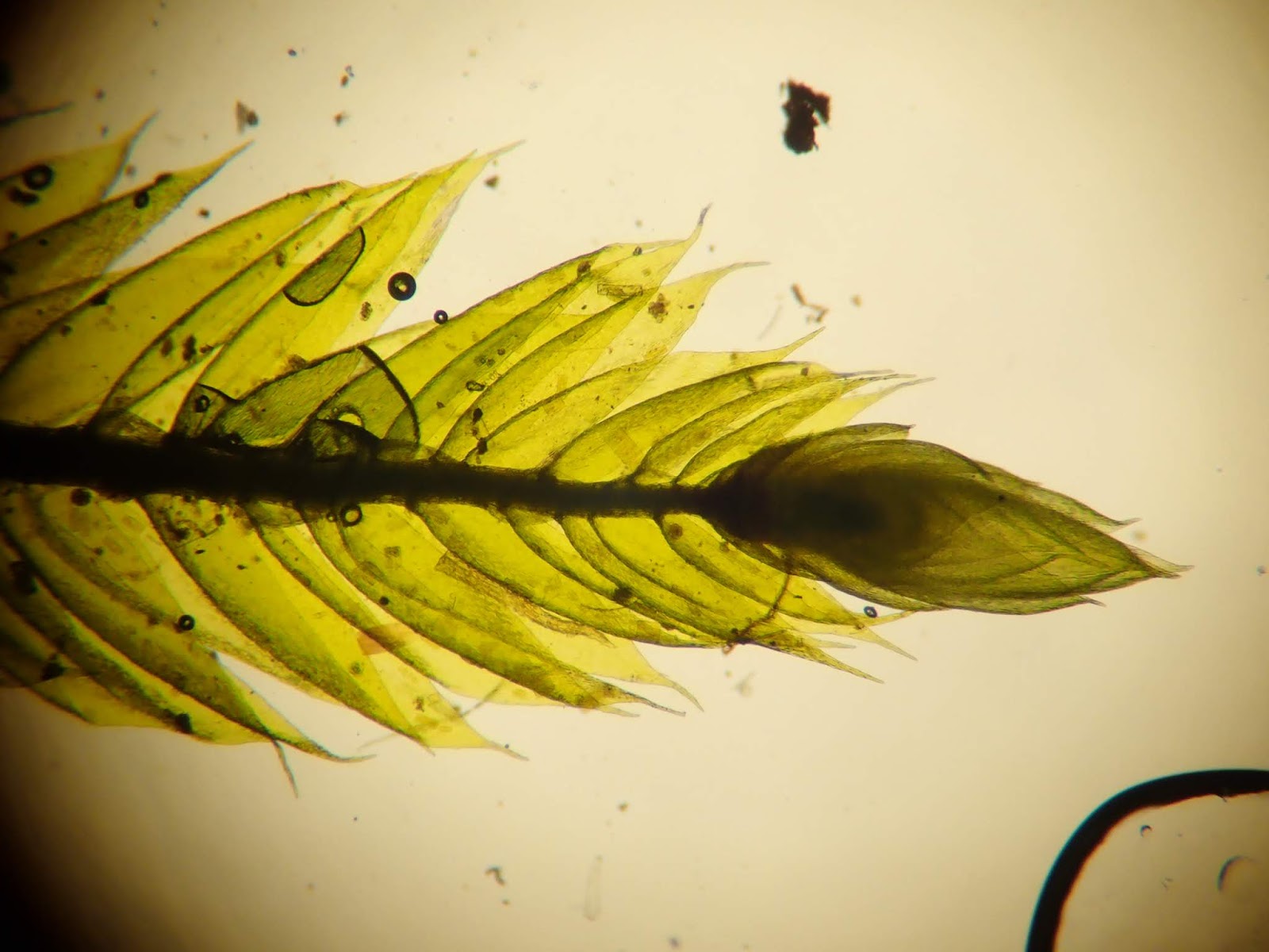 シフネル: エゾノヒラツボゴケ