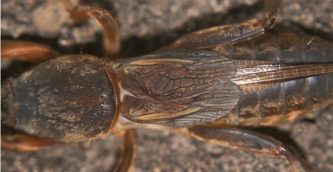 TYPES OF INSECTS : African Mole Cricket