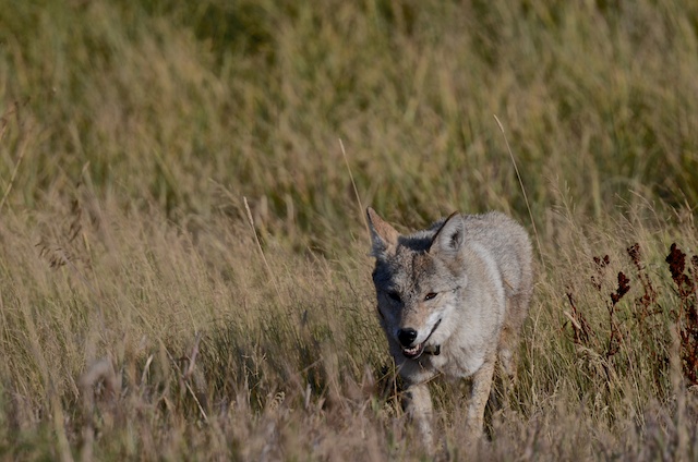 Dipper Ranch: Collared Coyote - Yellowstone Reflections