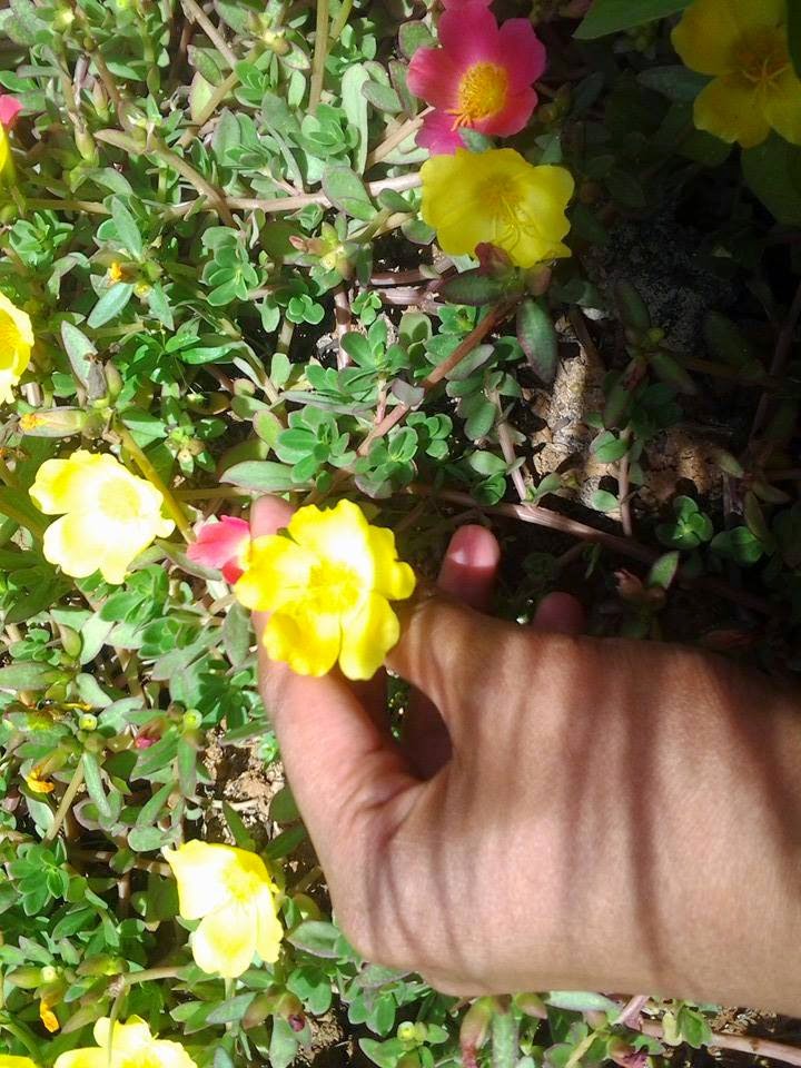 Welcome To My Blog: BUNGA JAM SEMBILAN/ 9