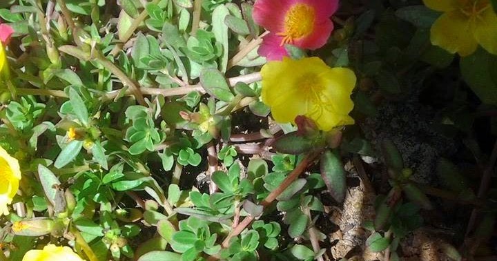 Tren 54+ Bunga Jam 9, Gambar Bunga