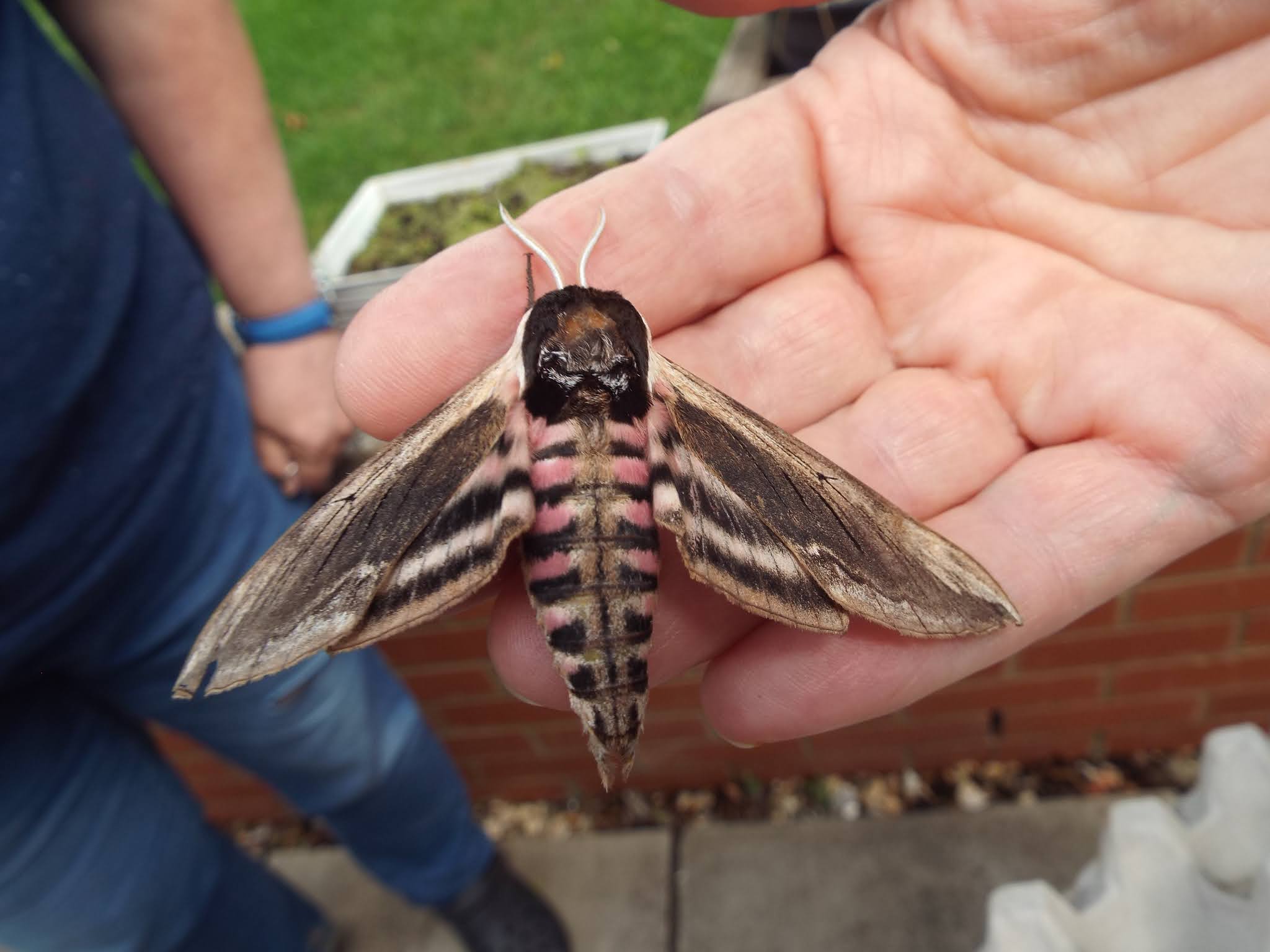 Bird Blog: Privet Hawk Moth (Sphinx ligustri)