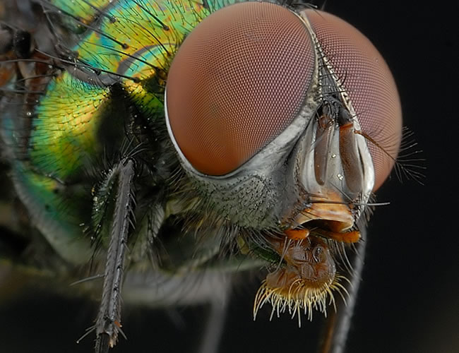 Macro Photography Tips