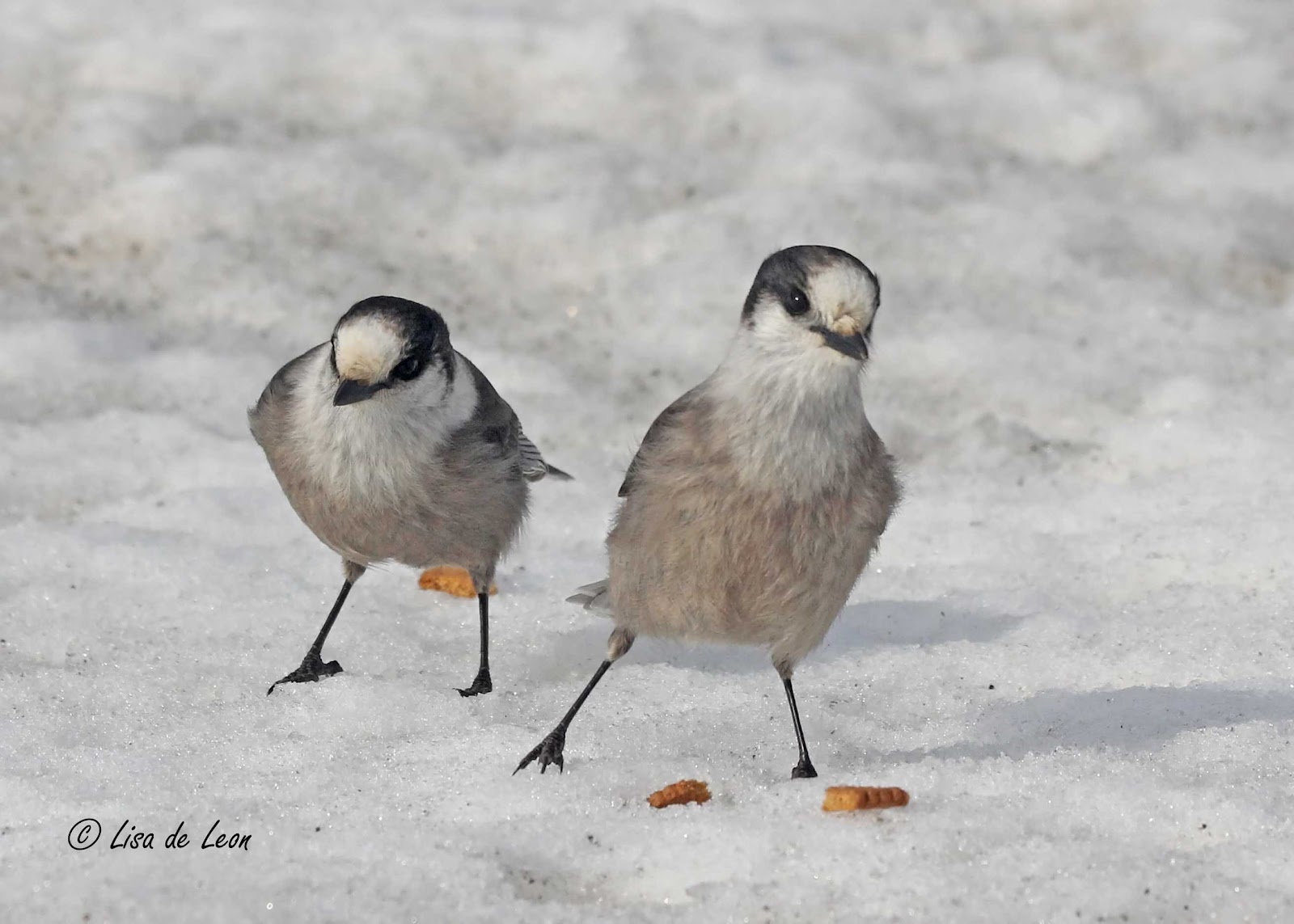 Birding with Lisa de Leon: Close Encounter with a Gray Jay