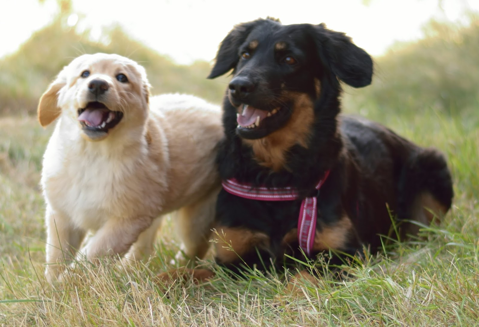 "Dit Is Een Goed Stel, Hoor" | Kenzo the Hovawart