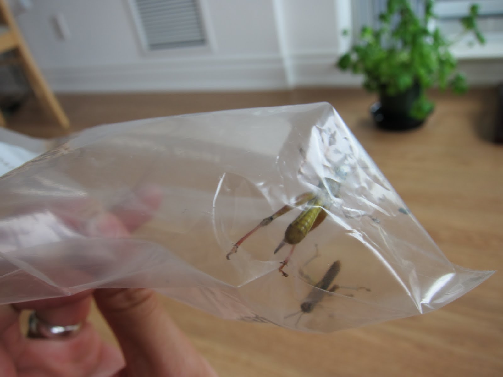 Frog Blog