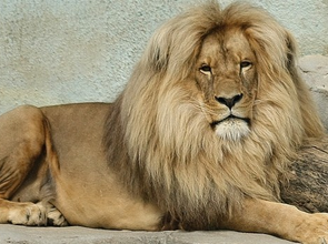 FELINOMANIA Y FELINOLOGIA: LEON DE KATANGA : LEON DE AFRICA MERIDIONAL