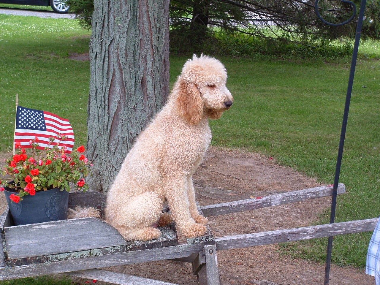 Manns Best Friend ~ CKC Multi-Generational Labradoodles ~ Ohio: Dams