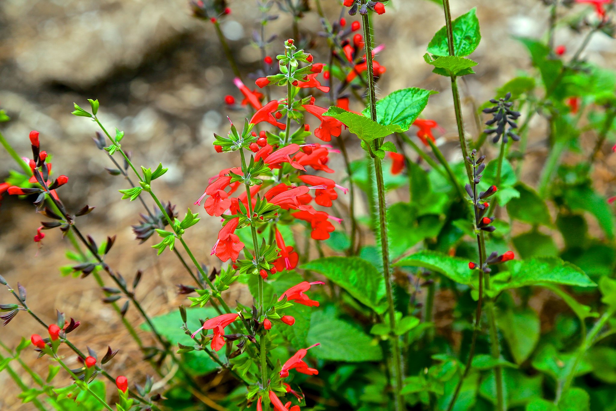 Salvia coccinea - Scarlet sage - Blood sage care and culture | Travaldo ...
