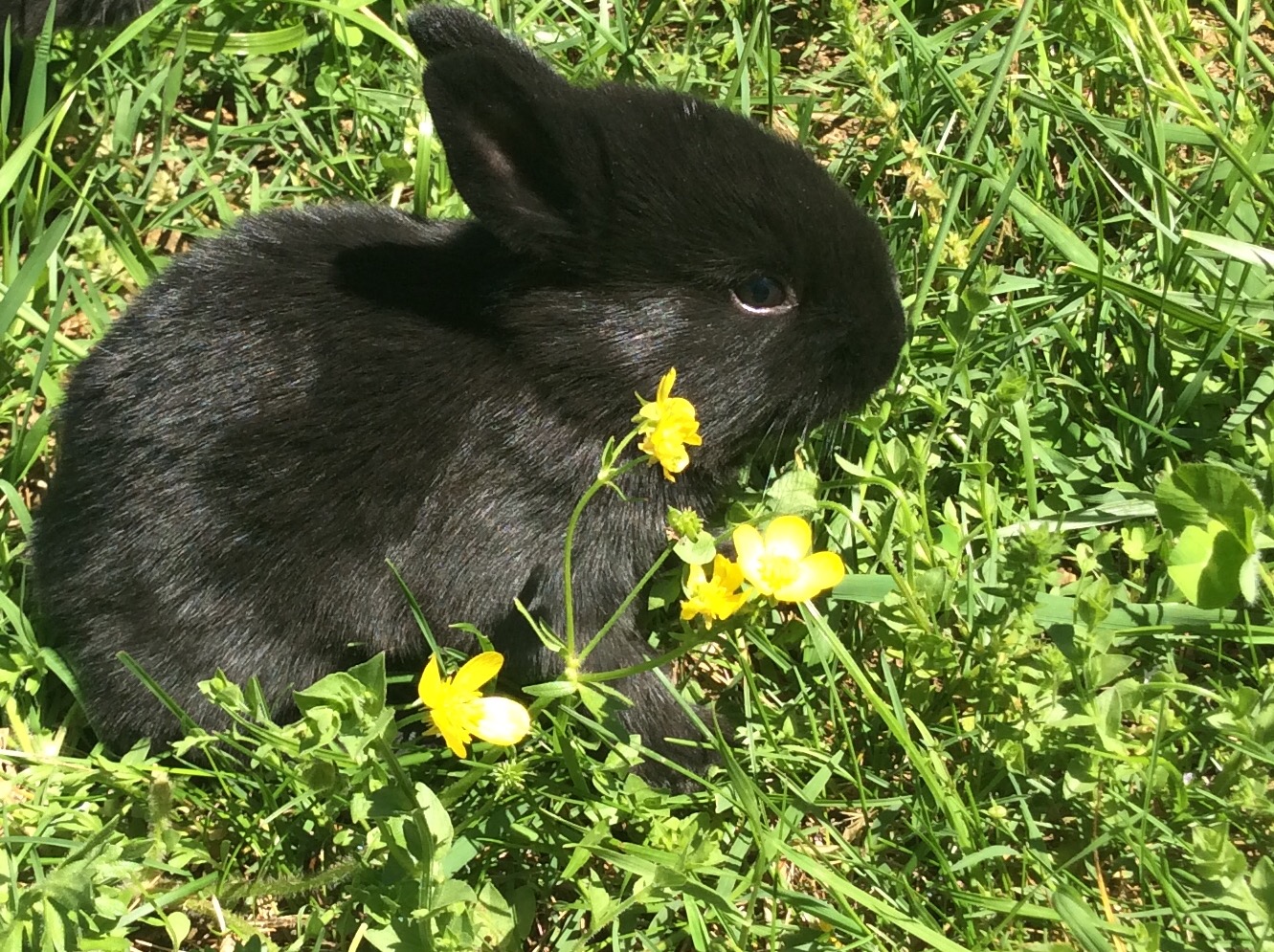 Silver Fox Rabbits Babies