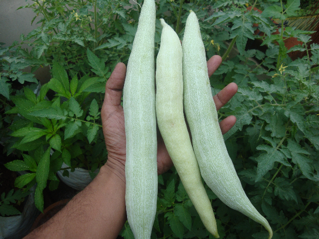 Organic micro farm and vegetable terrace garden : Snake Gourd Plantation