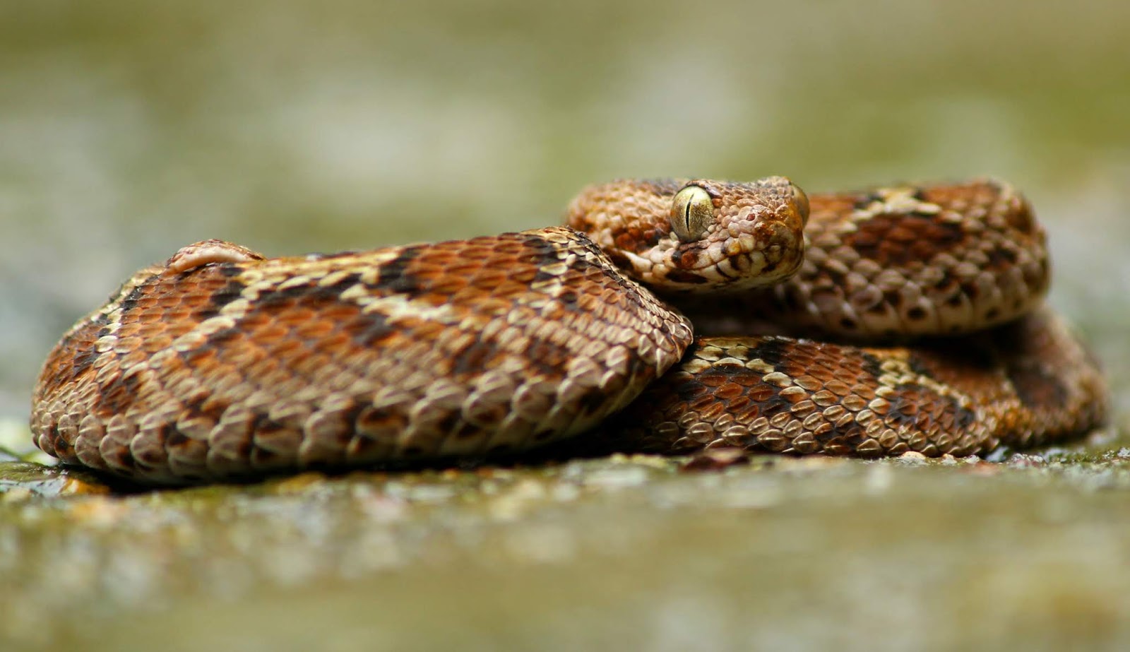 10 most dangerous snakes in the world