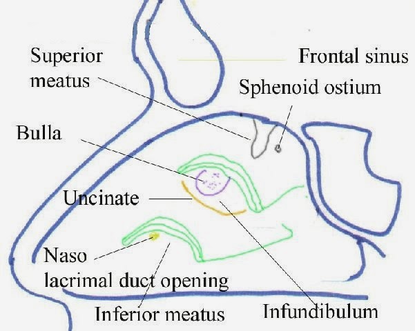 Middle Meatus & Its Contents