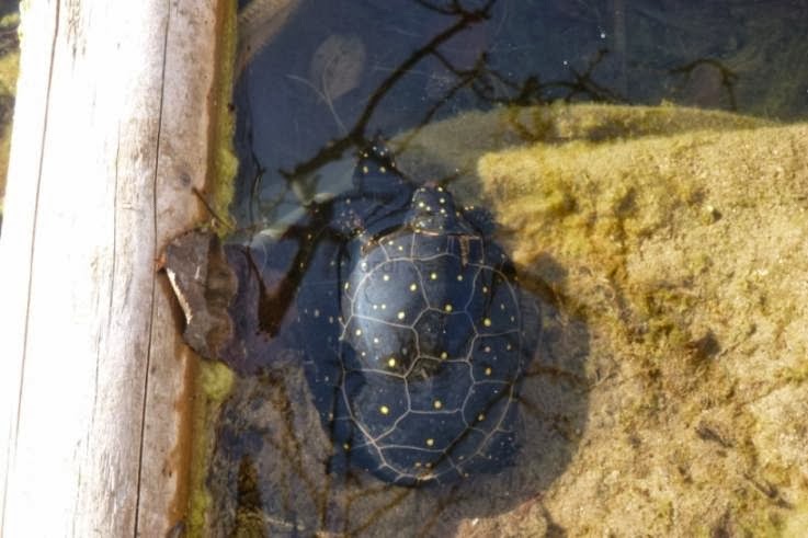 Clemmys guttata: la tortuga moteada: Por que tienen manchas