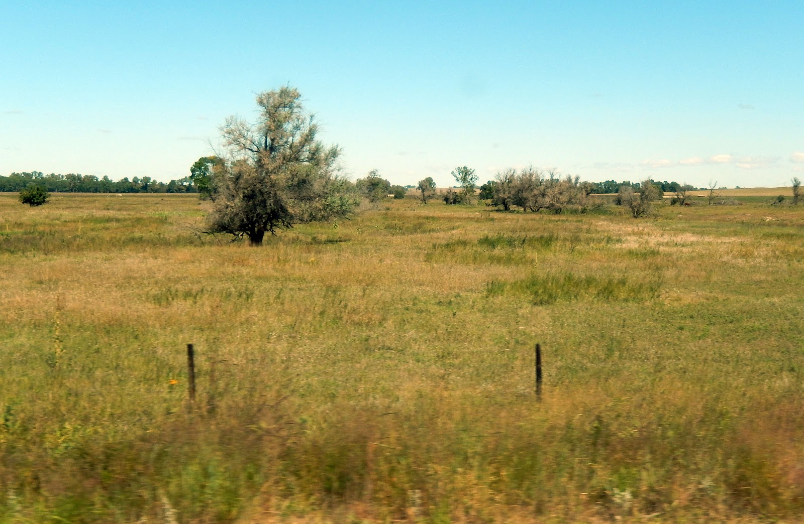 Cat Patches: Cottonwood Lake State Recreation Area, Merriman, Nebraska