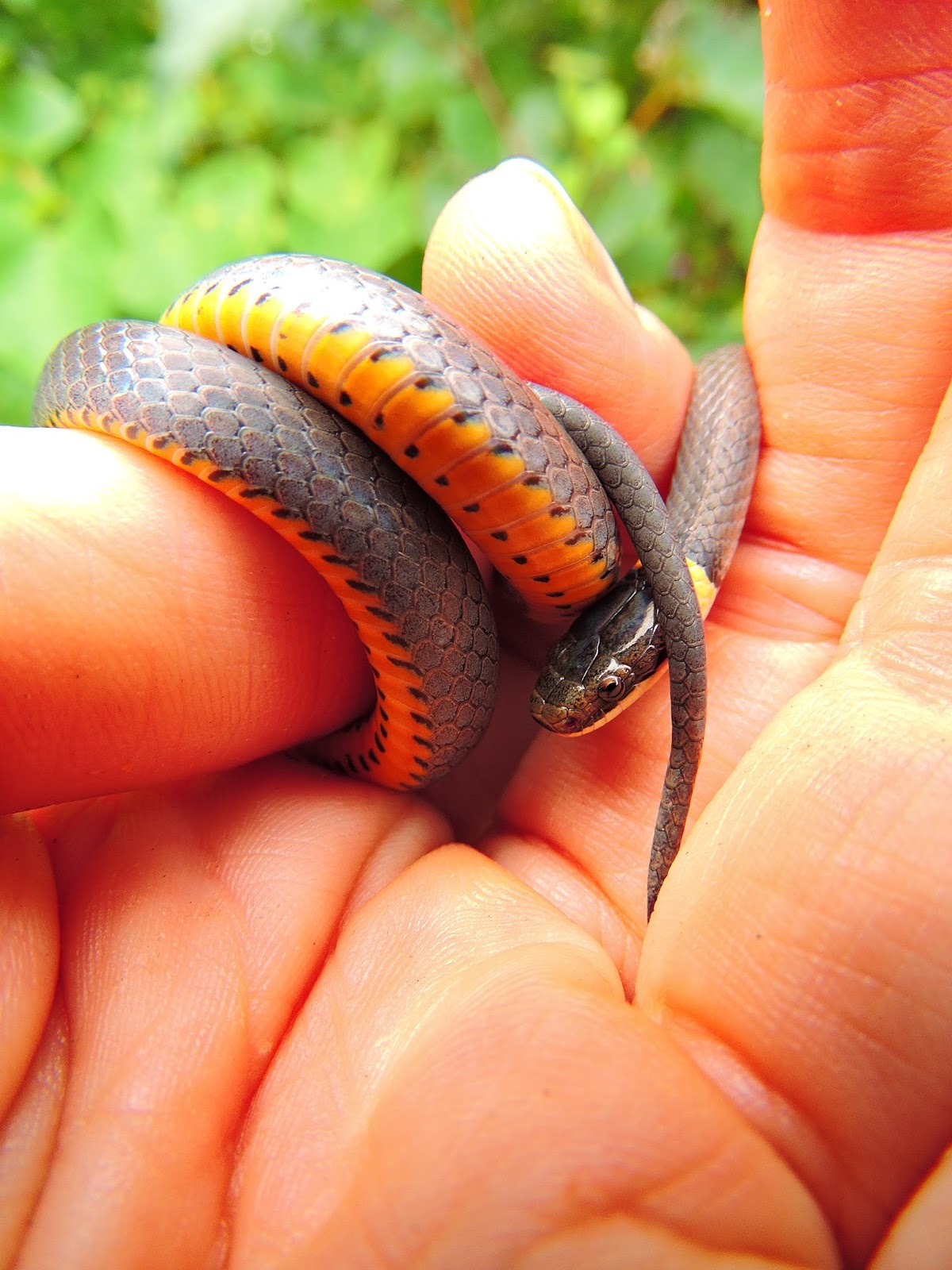 Talking Waters: A Snake in the Hand