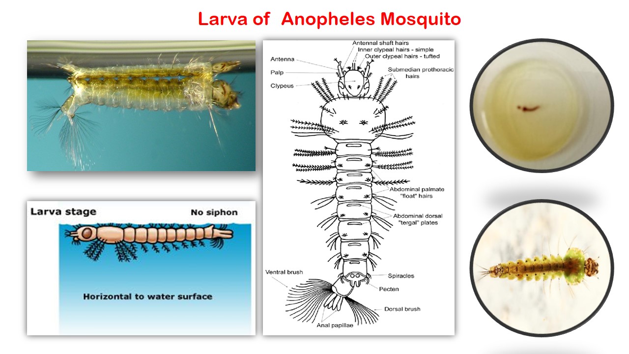 Spotters in "Environment and Health: Mosquitoes- Anopheles" for CFM ...