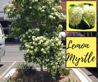 Daleys Fruit Tree Blog: Lemon Myrtle (Edible Leaves) WOW Factor