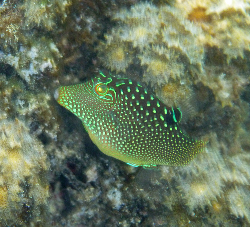 The Adventures of S/V Silhouette: Three Anchorages in Moorea
