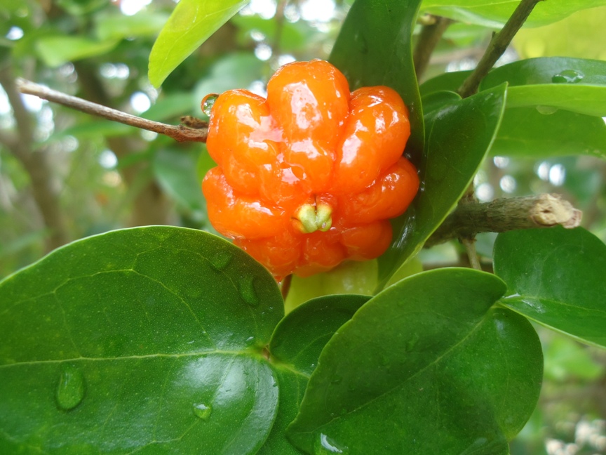 Blog da Suzy : Xarope de Folhas de Pitangueira - Tosse