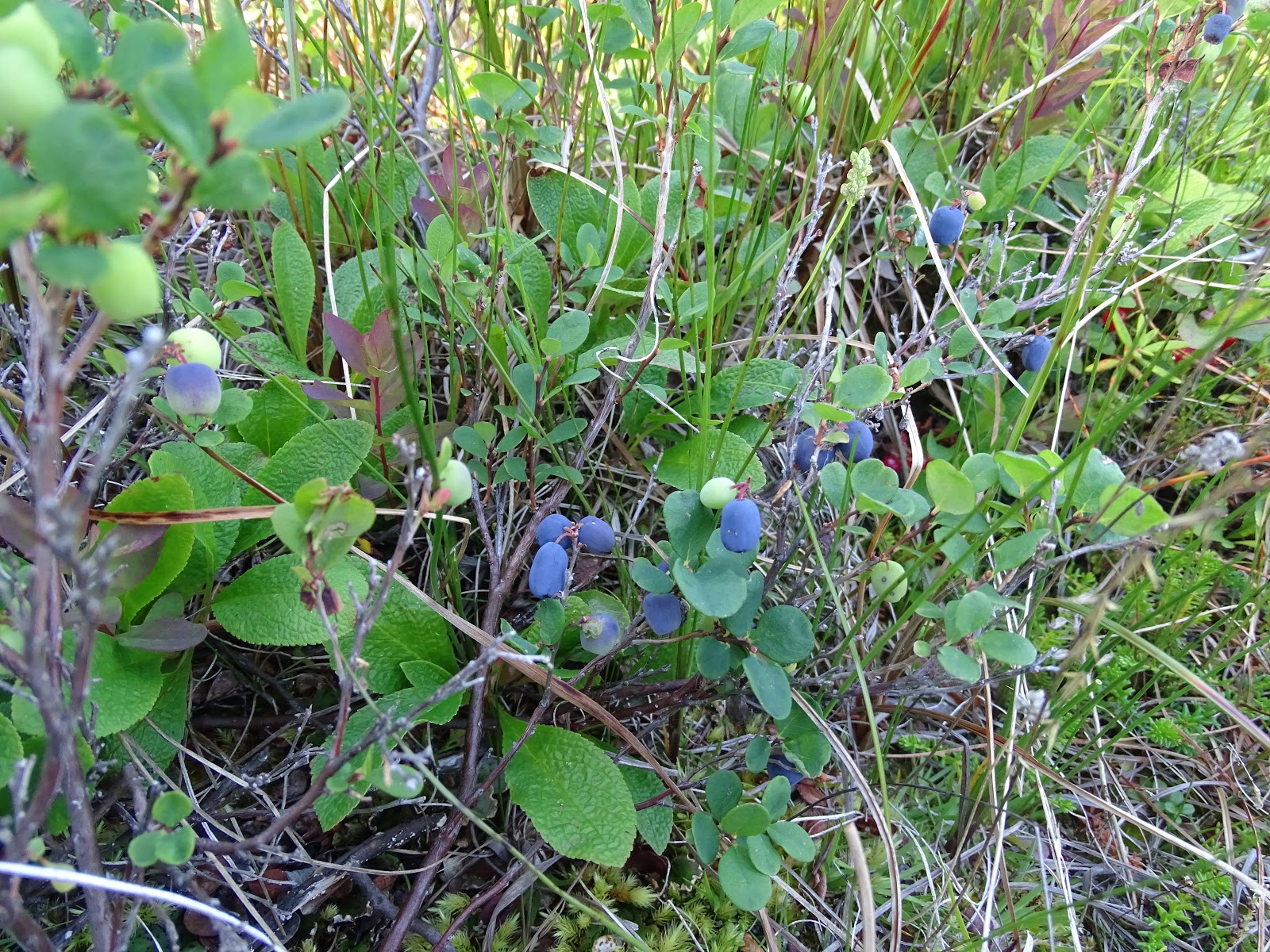 Yukon Wild Berries: blueberries in bloom
