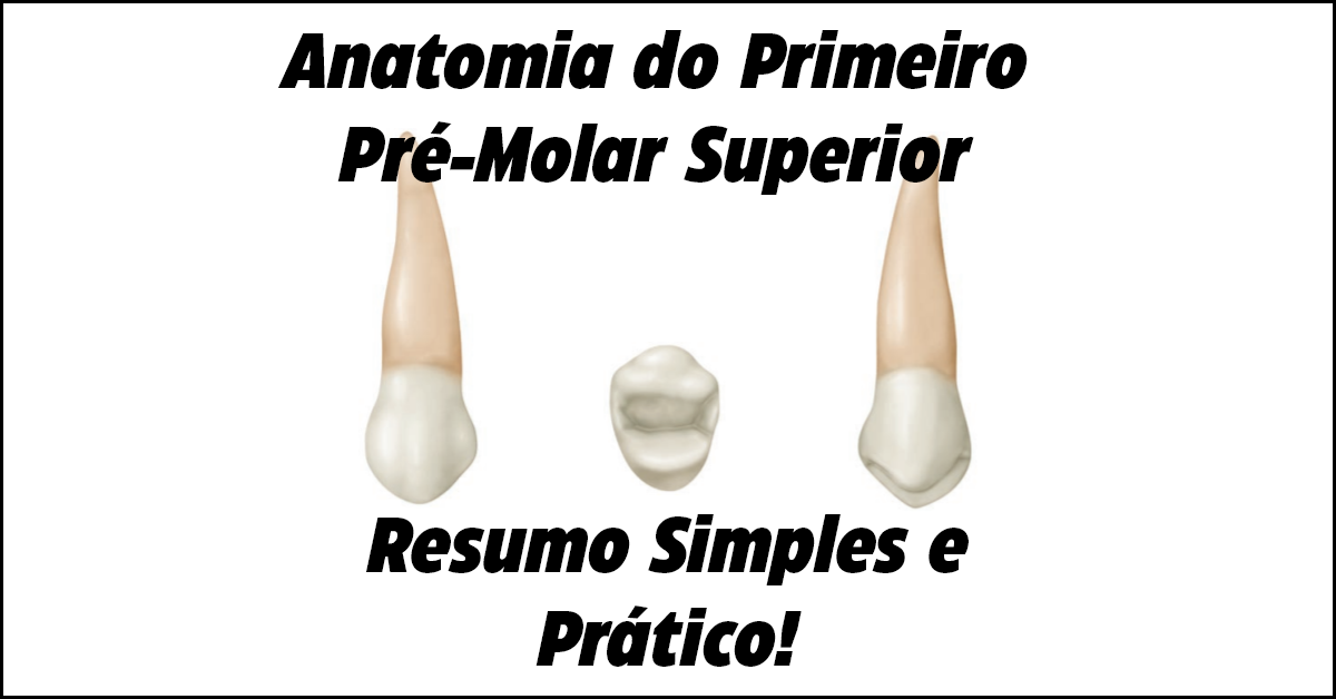 Anatomia Do Primeiro Pr Molar Superior Resumo De Anatomia Dental anatomia-do-primeiro-pr-molar-superior-resumo-de-anatomia-dental