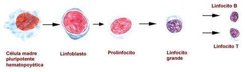 Hematología: Leucopoyesis