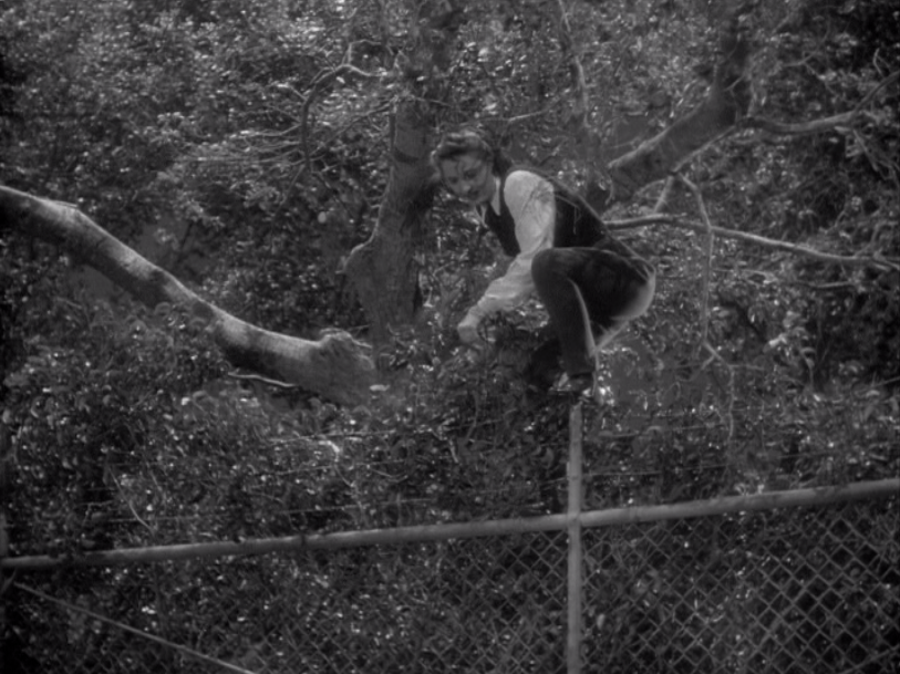 Errol Flynn and Barbara Stanwyck shine in... Cry Wolf (1947)