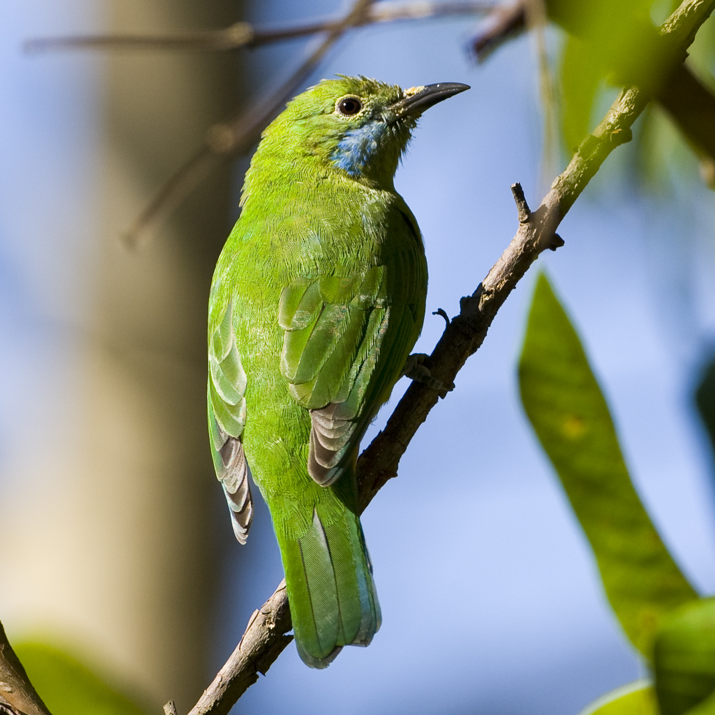 Burung Cucak Ijo Greater Green Leafbird Male Chloropsis Sonnerati Trend Burung