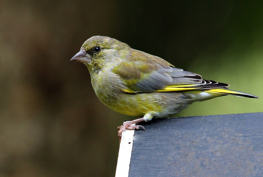 Elämää: Viheriäiset peipot