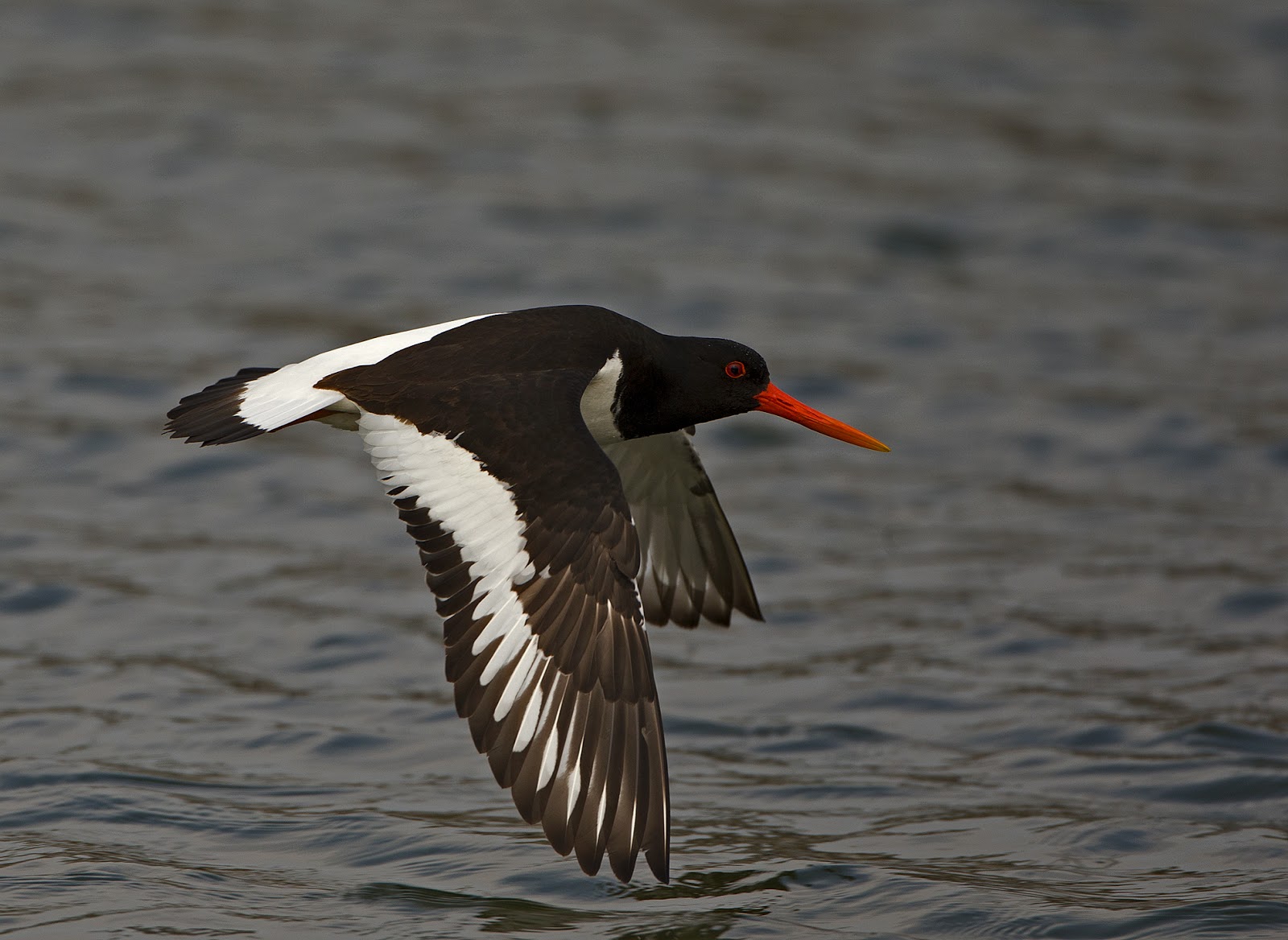 Kenny Isaksson Wildlife Photographer: Strandskatan / Eurasian Oystercatcher