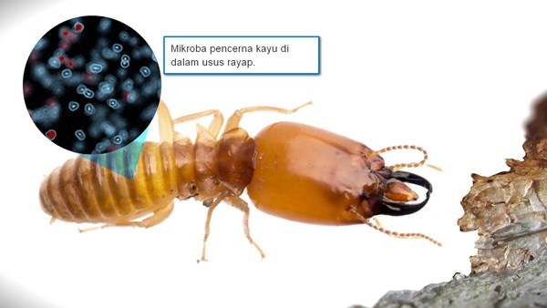 Pola Interaksi Makhluk Hidup di Ekosistem: Simbiosis, Kompetisi ...