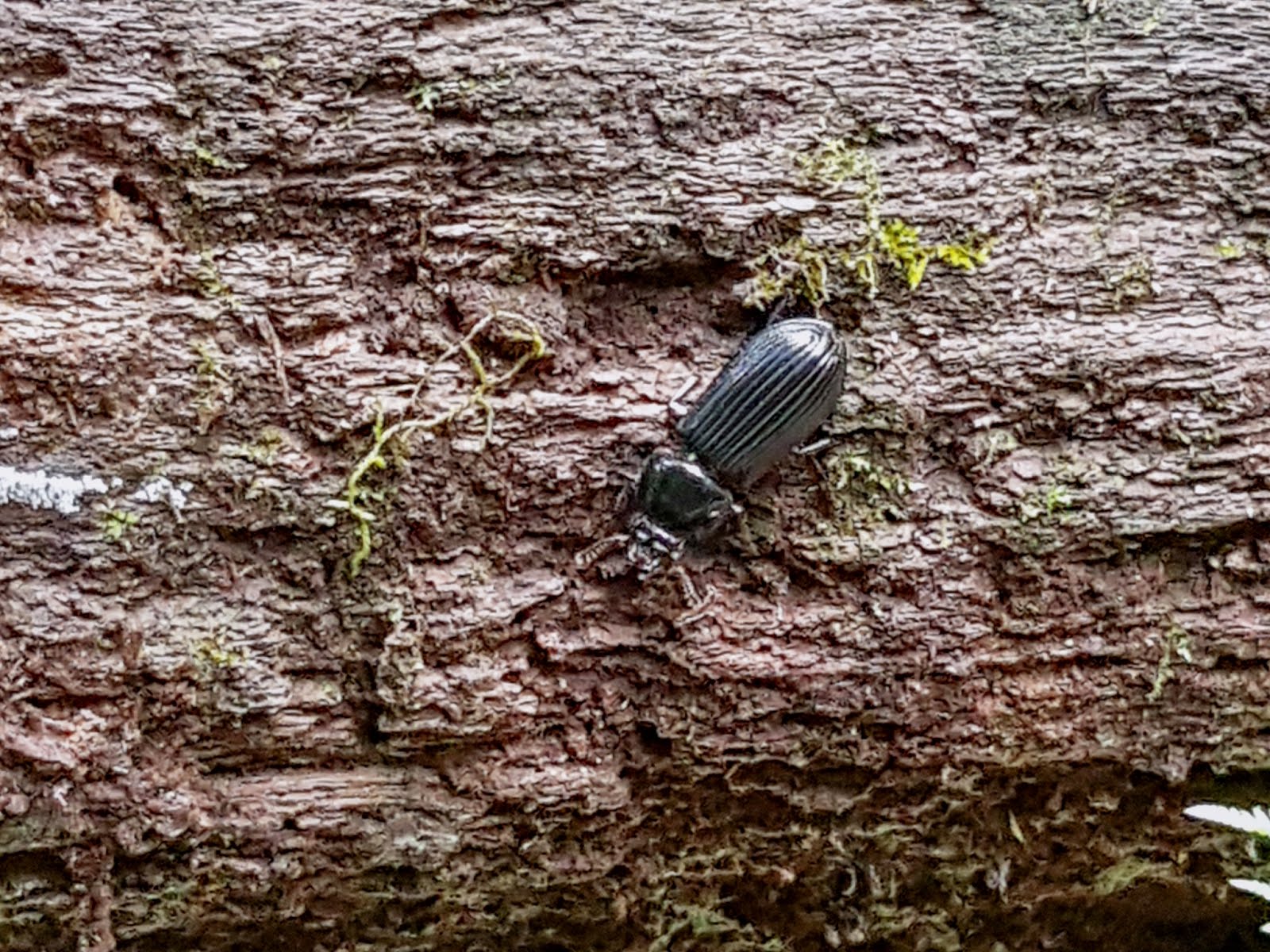 National Park Odyssey: Walks, Cunningham's Gap Section of Main Range ...
