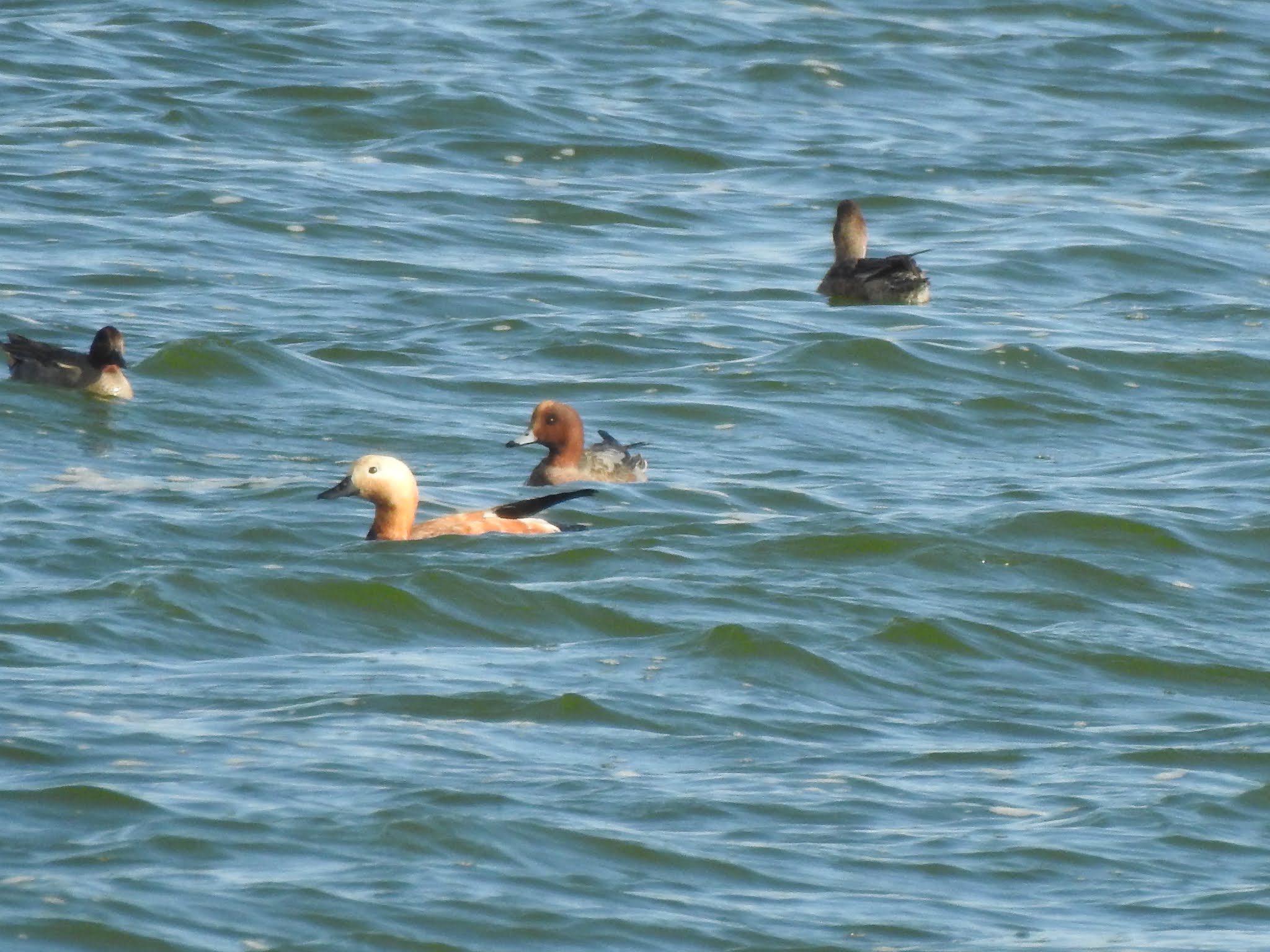 PASARI DIN ROMANIA: CALIFARUL ROSU, Tadorna ferruginea