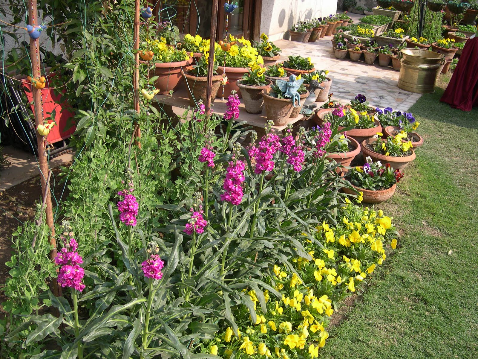 A Delhi Gardener's Blog: Vasant Ritu in Delhi