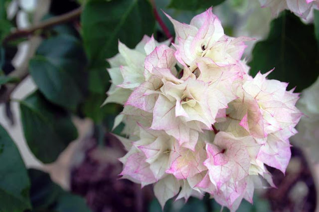El Viajero: Paper Flowers: Bougainvillea in Bloom