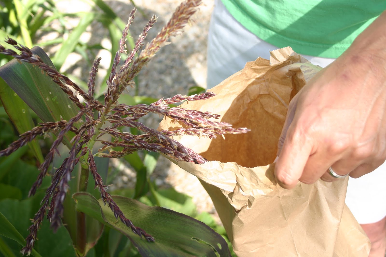 Gidget's Garden: Pollinating Corn