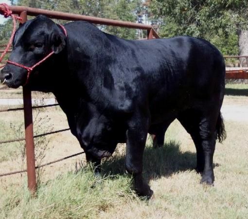 The Sapi Metal Singosari mBoyolali: Sapi Sapi Metal Boyolali